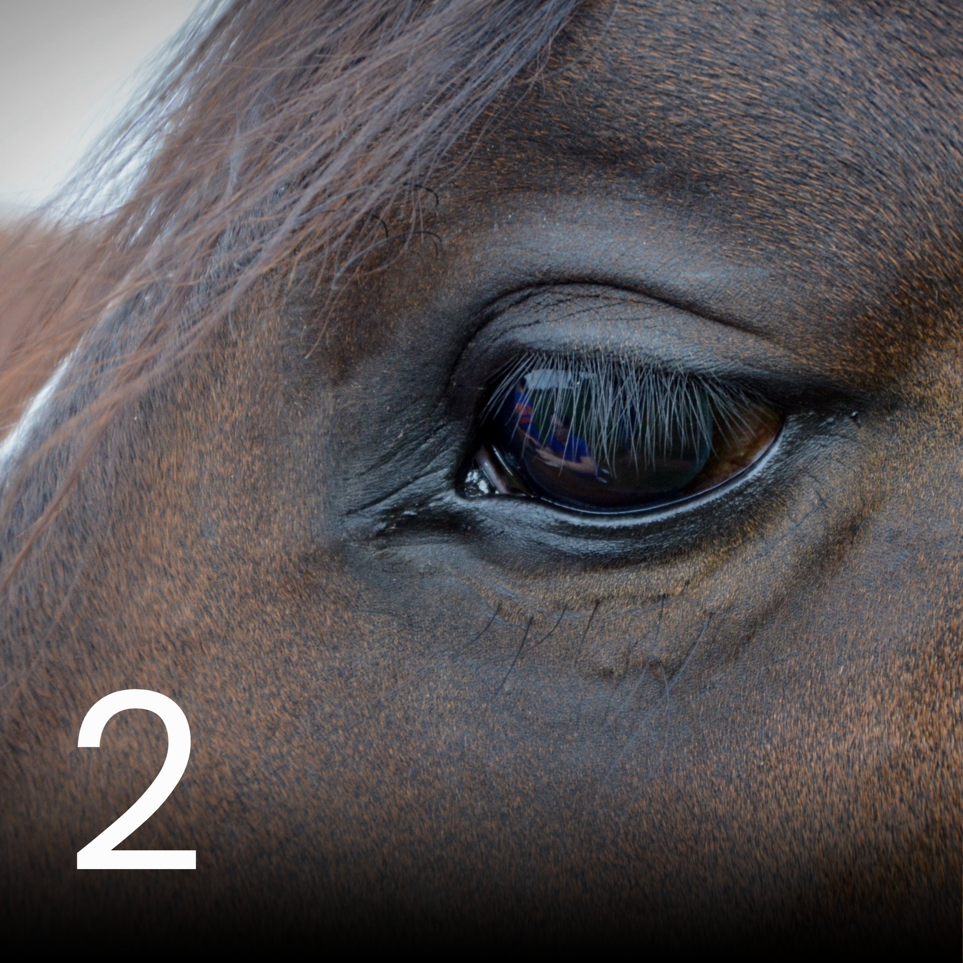 Corso sulla psicologia equina e il comportamento del cavallo